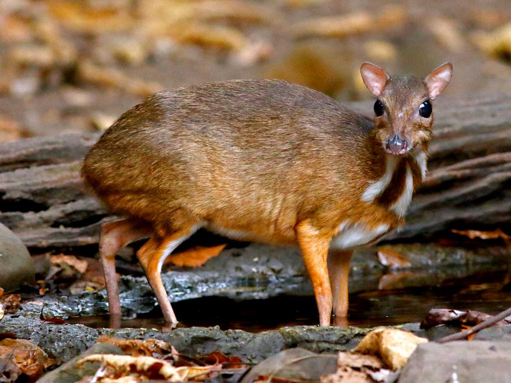 BESarawak Legacies: Celebrate the Past to Awaken the Future - The Iceberg